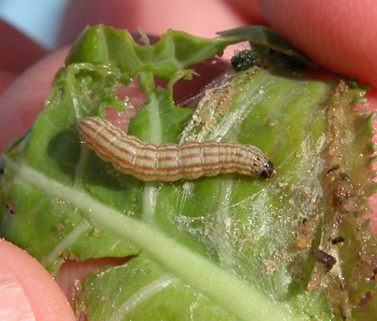 Pest Profiles | Integrated Pest Management