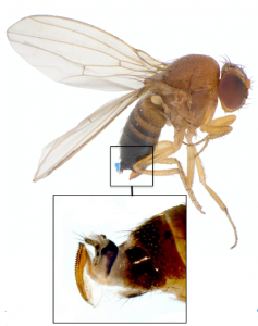Fly Infestations in Blueberries | Integrated Pest Management