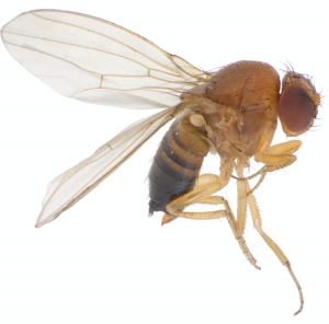 Spotted Wing Drosophila Identification, Monitoring, and Management in ...