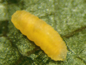 Monitoring and Management of Blueberry Gall Midge | Integrated Pest ...