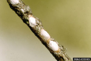Identification & Management of Scale Insects in Blueberries ...