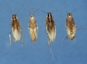 Cockroaches | Integrated Pest Management