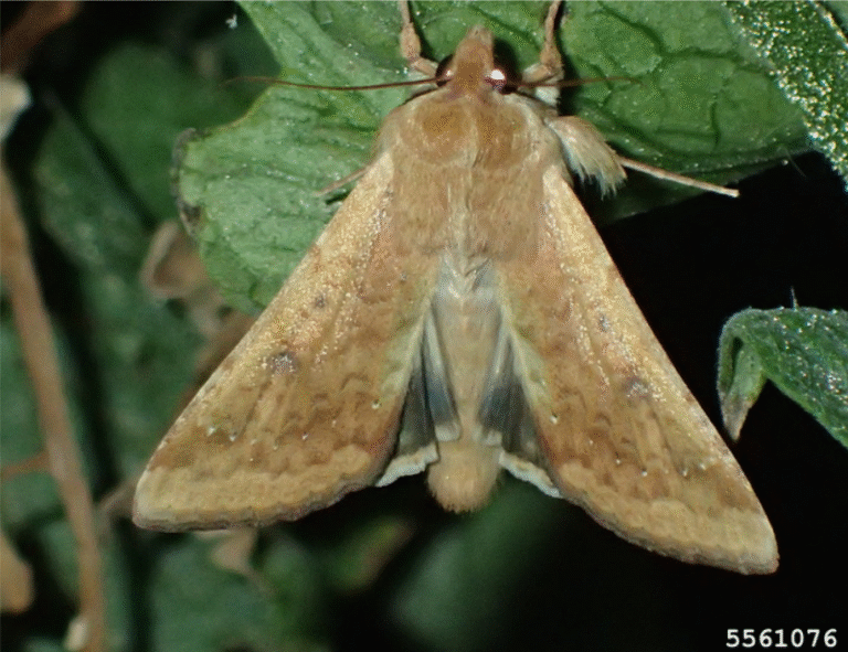 Corn earworm | Integrated Pest Management